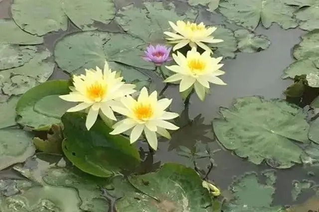 文章图片