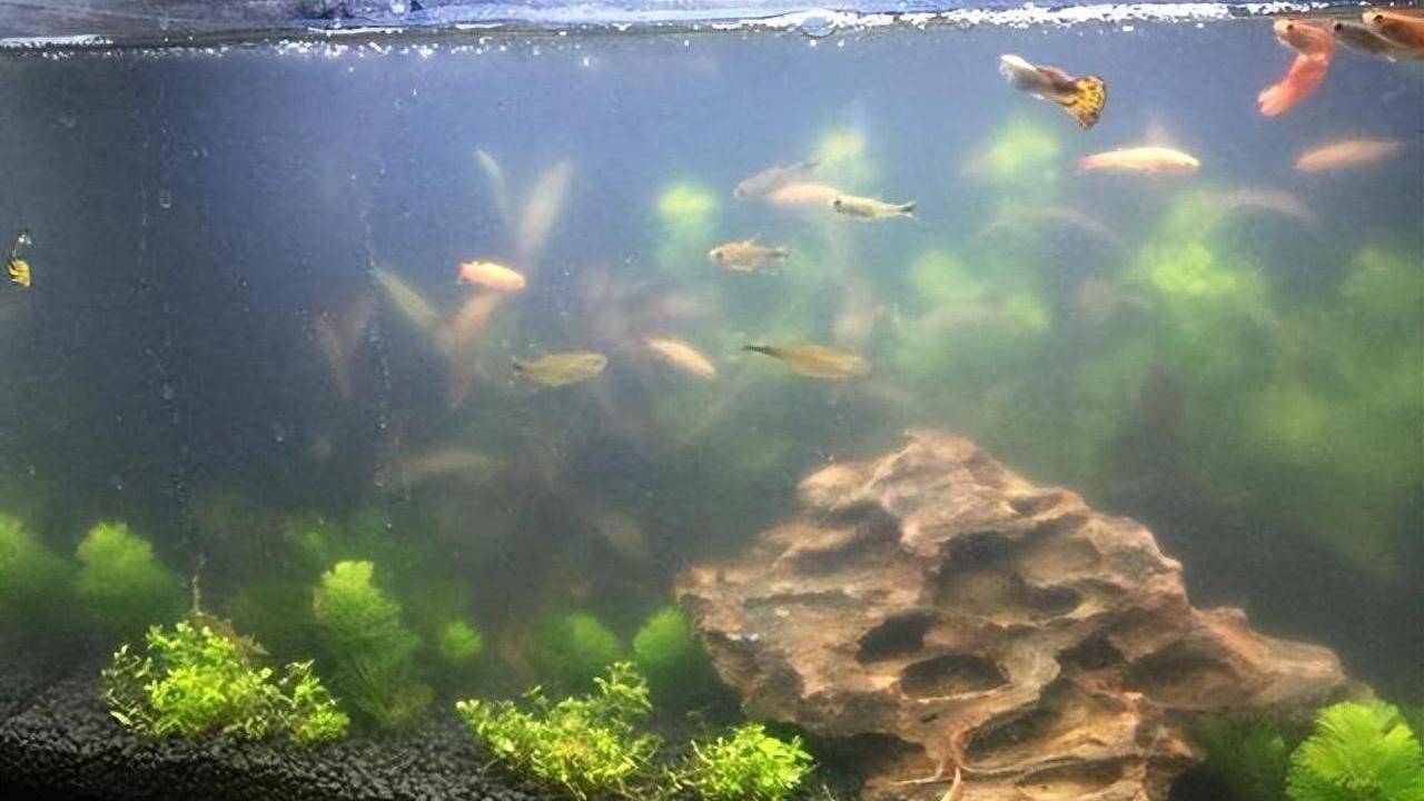 文章图片