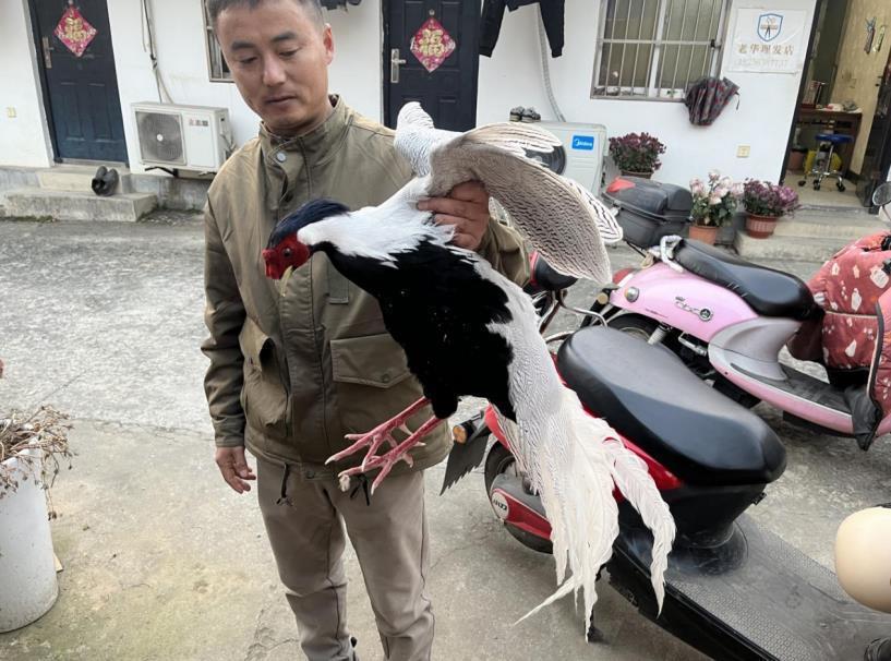 文章图片