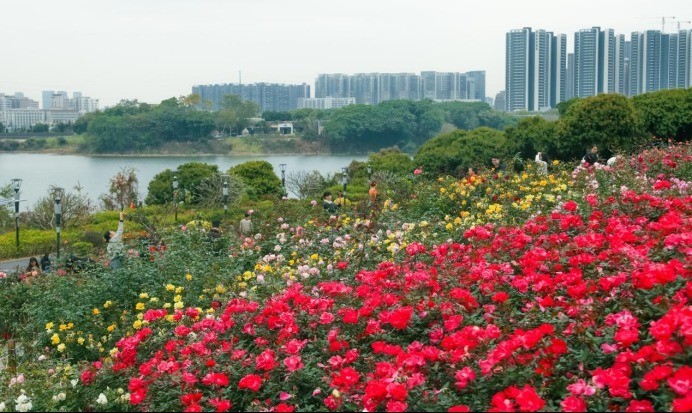 文章图片