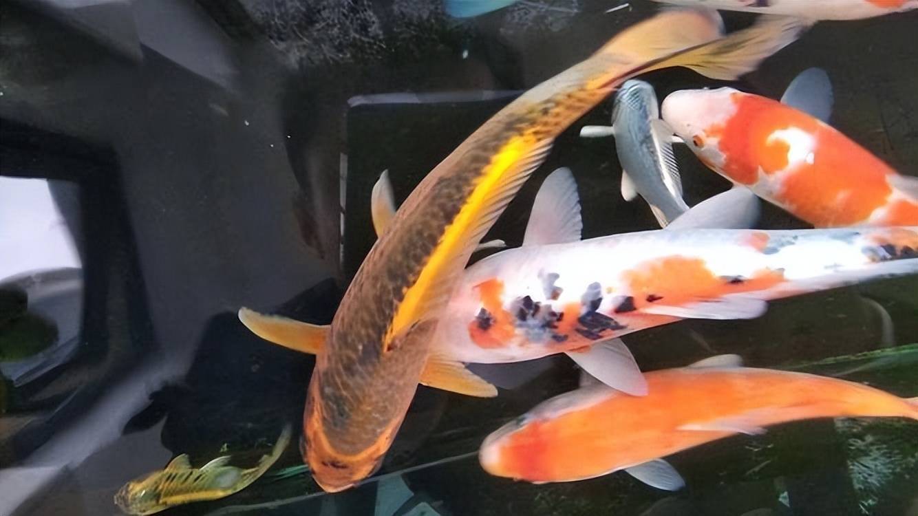 文章图片