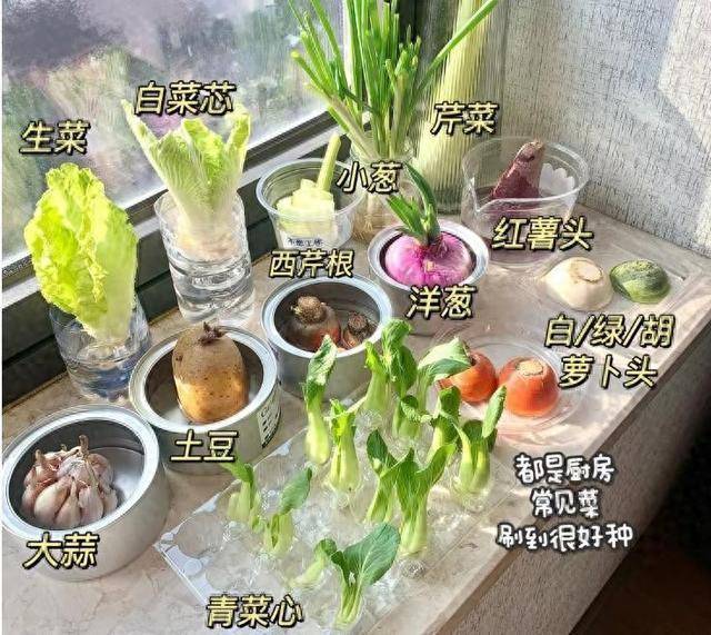文章图片