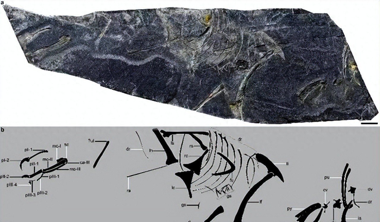 文章图片