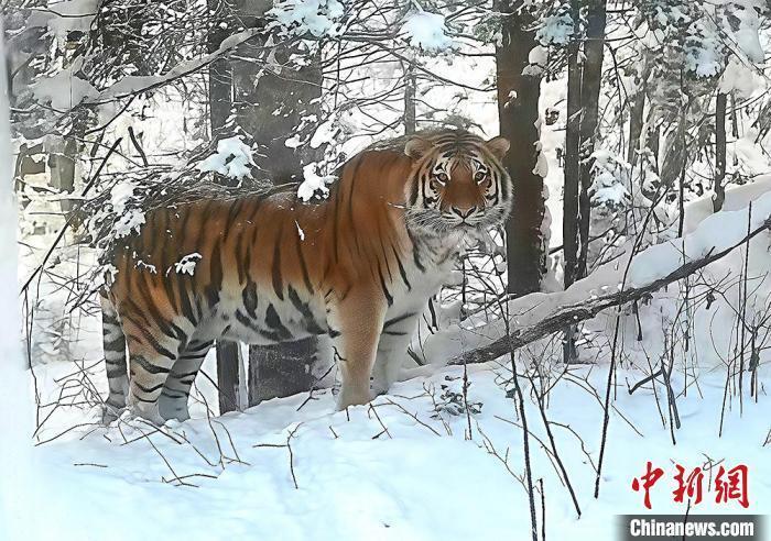 文章图片