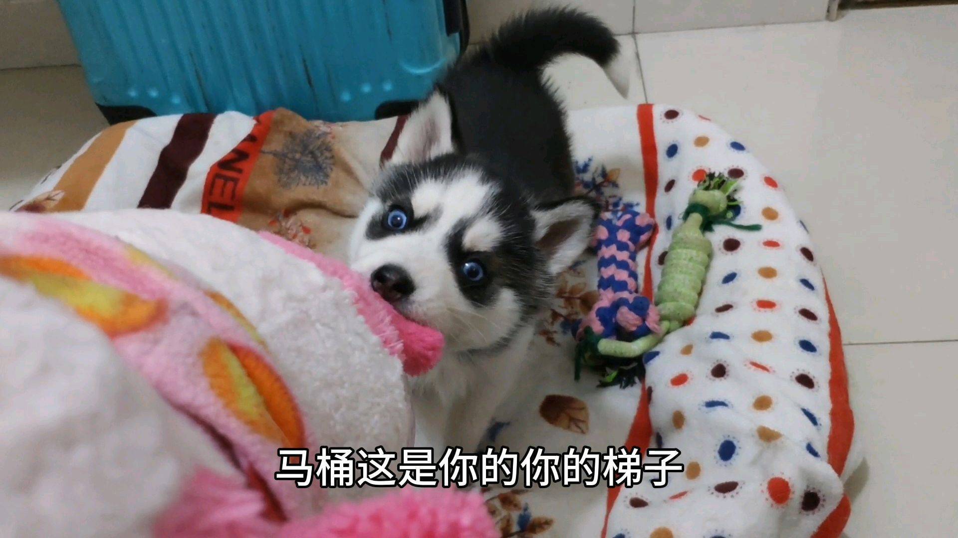 文章图片
