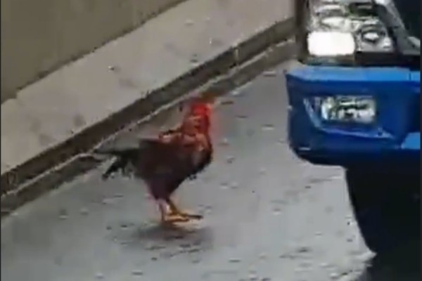 文章图片