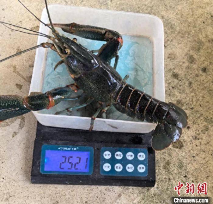 文章图片